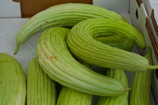 How to Grow Armenian Cucumber Plant - Armenian Cucumber Complete Guide ...