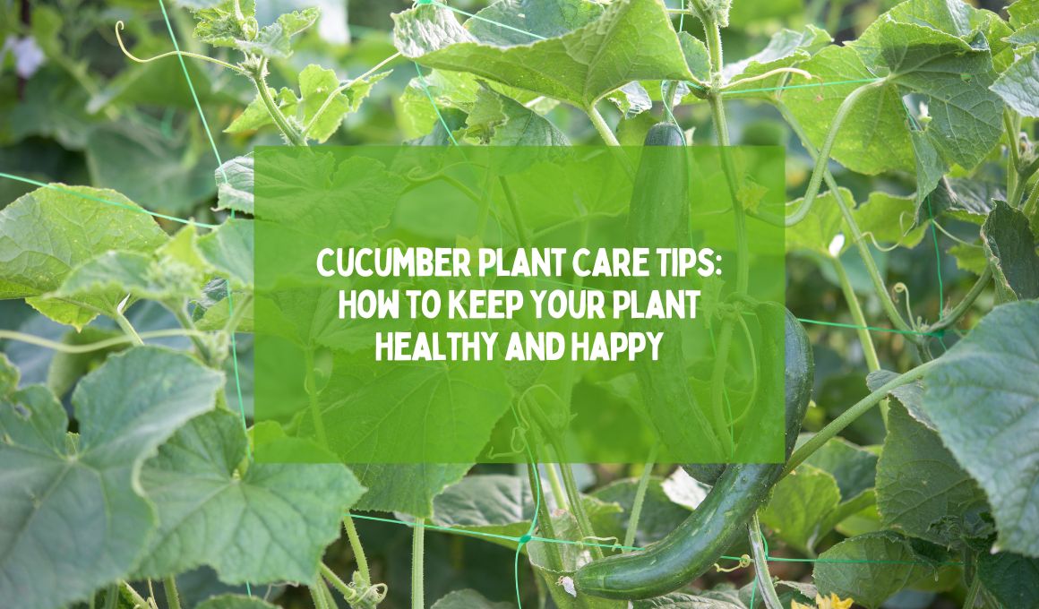 Cucumber Plant Care Tips: How to Keep Your Plant Healthy and Happy ...
