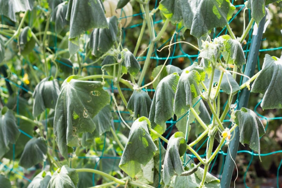 Why are Cucumber Leaves Wilting and Dying? Reasons and Solutions ...