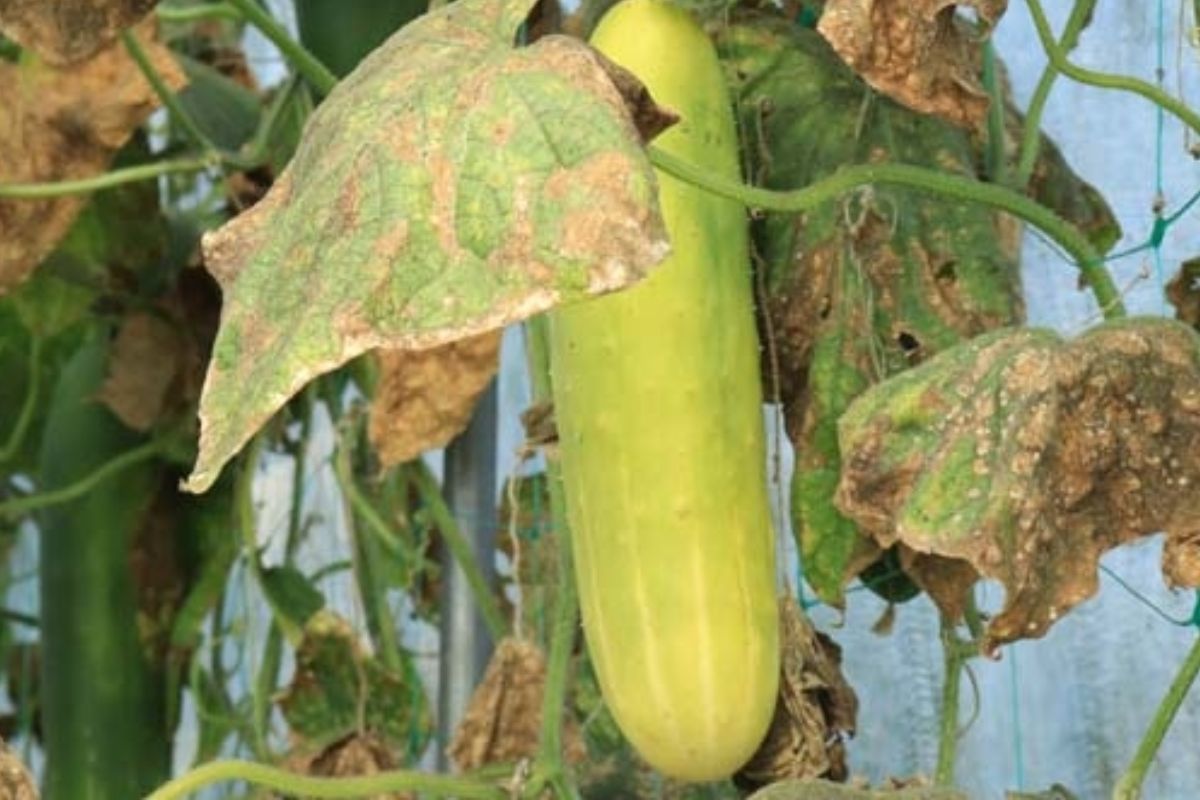 Why Do My Cucumbers Die? - Happiness Cucumber