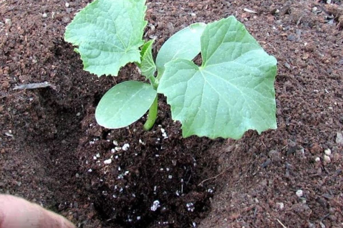 How to Plant Cucumbers in Mounds for Optimal Growth? - Happiness Cucumber