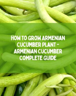 Everything You Need to Know About Baby Cucumbers - Happiness Cucumber