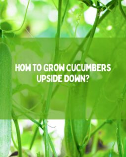 Japanese Cucumber Info: How to Grow Japanese Cucumber From Seed ...