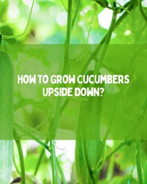 How to Plant Cucumbers in Mounds for Optimal Growth? - Happiness Cucumber