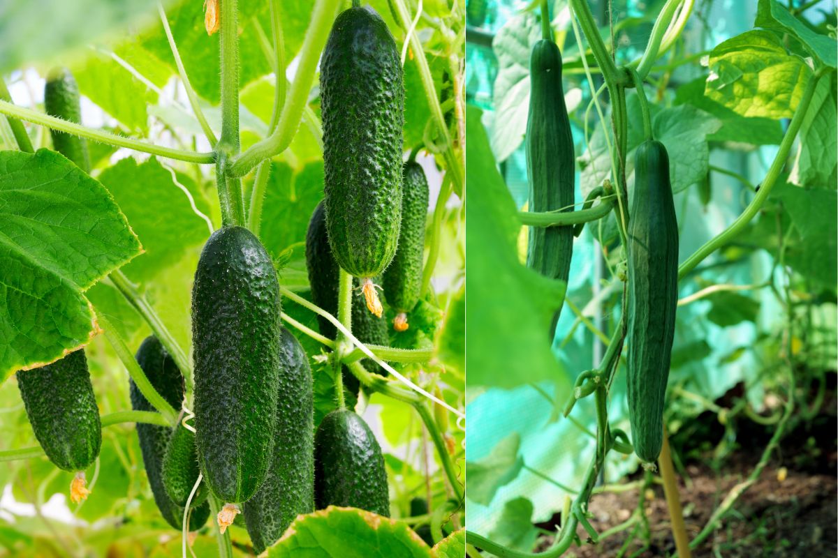 How to Grow Cucumbers Upside Down? - Happiness Cucumber
