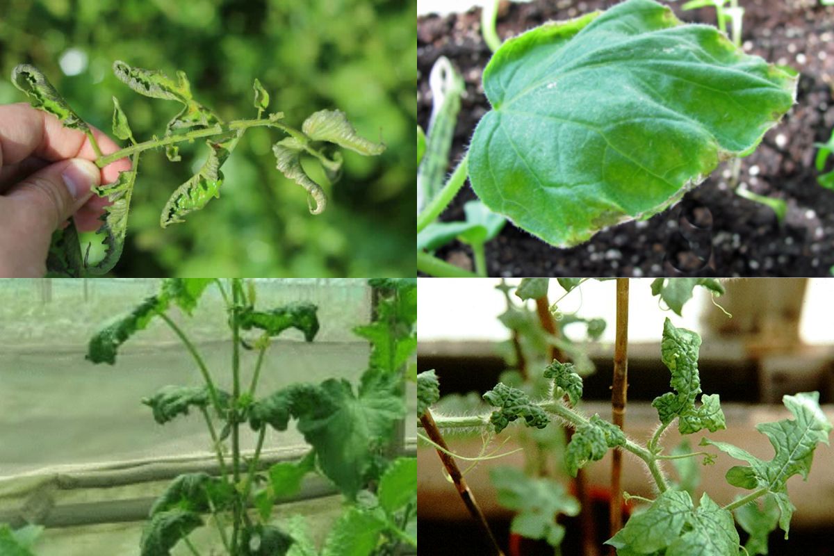 Cucumber Leaf Curl: Causes and Solutions for Healthy Plants - Happiness ...