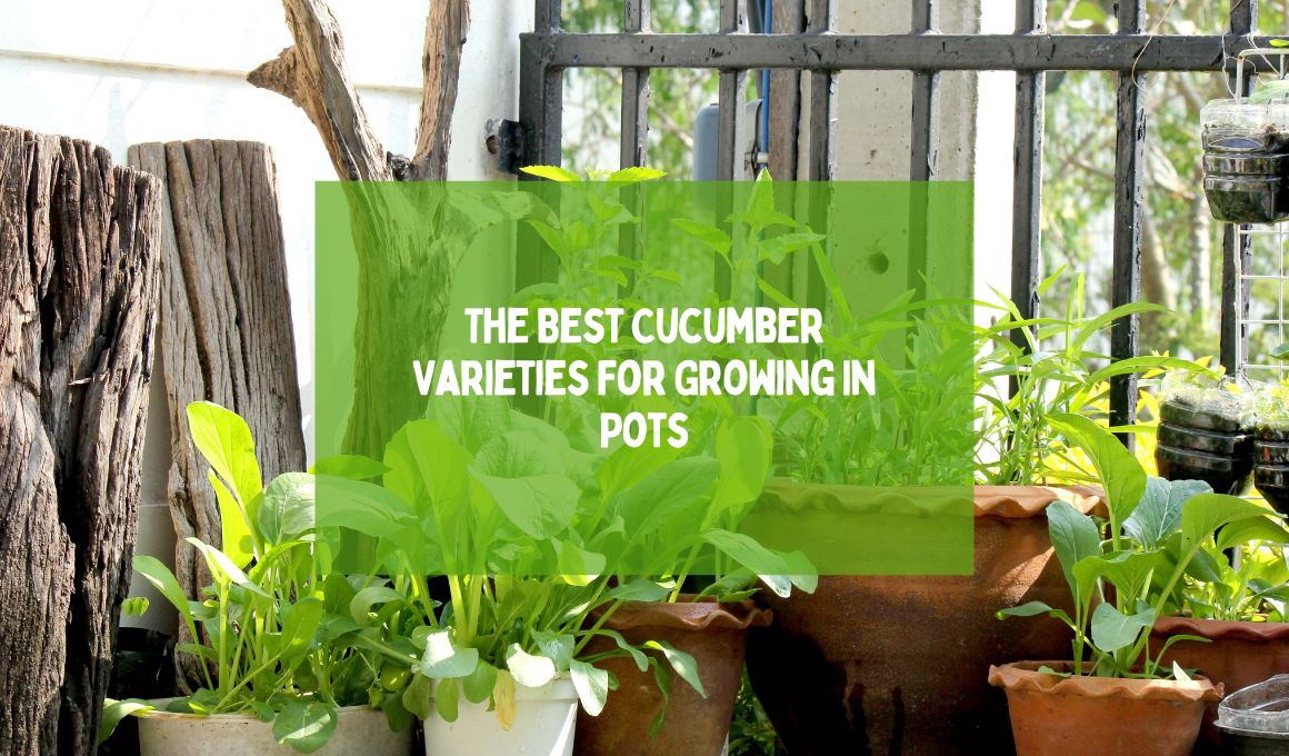 The Best Cucumber Varieties For Growing In Pots - Happiness Cucumber