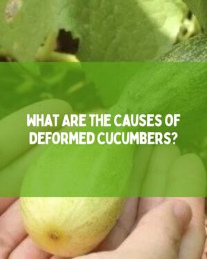 Cucumber Allergy: Symptoms, Rash, and Treatment - Happiness Cucumber