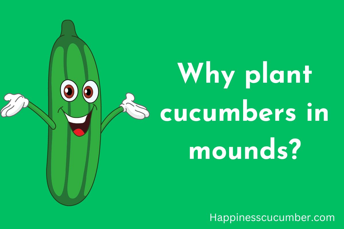 How to Plant Cucumbers in Mounds for Optimal Growth? - Happiness Cucumber