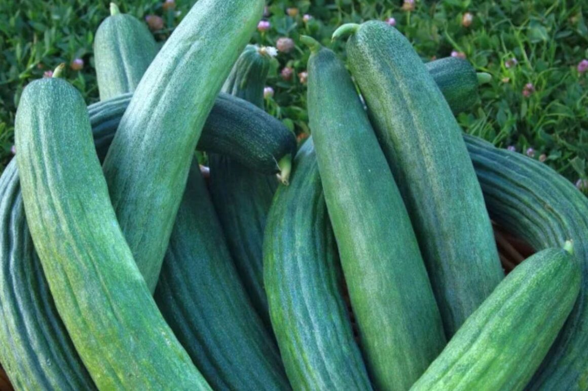 How to Grow Armenian Cucumber Plant - Armenian Cucumber Complete Guide ...