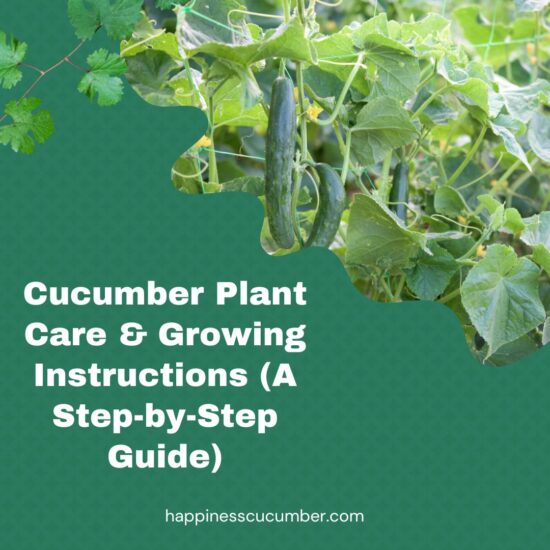 Cucumber Plant Care Tips: How to Keep Your Plant Healthy and Happy ...