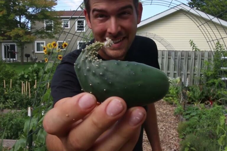 What Are the Causes of Deformed Cucumbers? - Happiness Cucumber