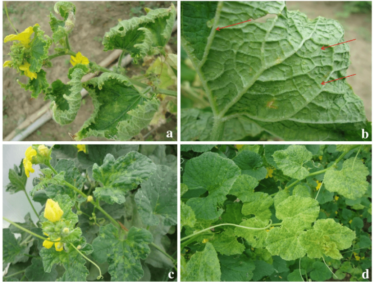 Cucumber Leaf Curl: Causes and Solutions for Healthy Plants - Happiness ...