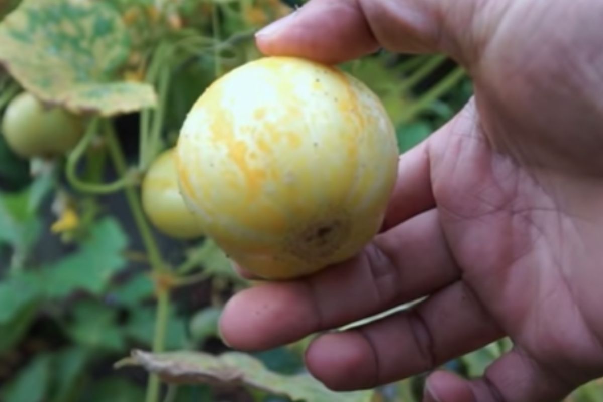 How To Grow Lemon Cucumber Plant In Your Vegetable Garden? - Happiness ...