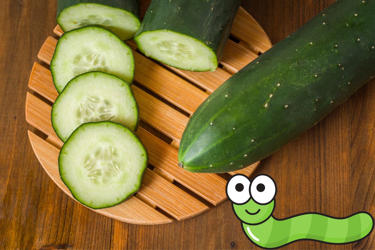 Cucumber Worms: How to Identify, Control, and Prevent Them - Happiness ...