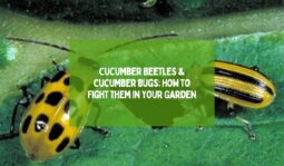 Cucumber Worms: How to Identify, Control, and Prevent Them - Happiness ...