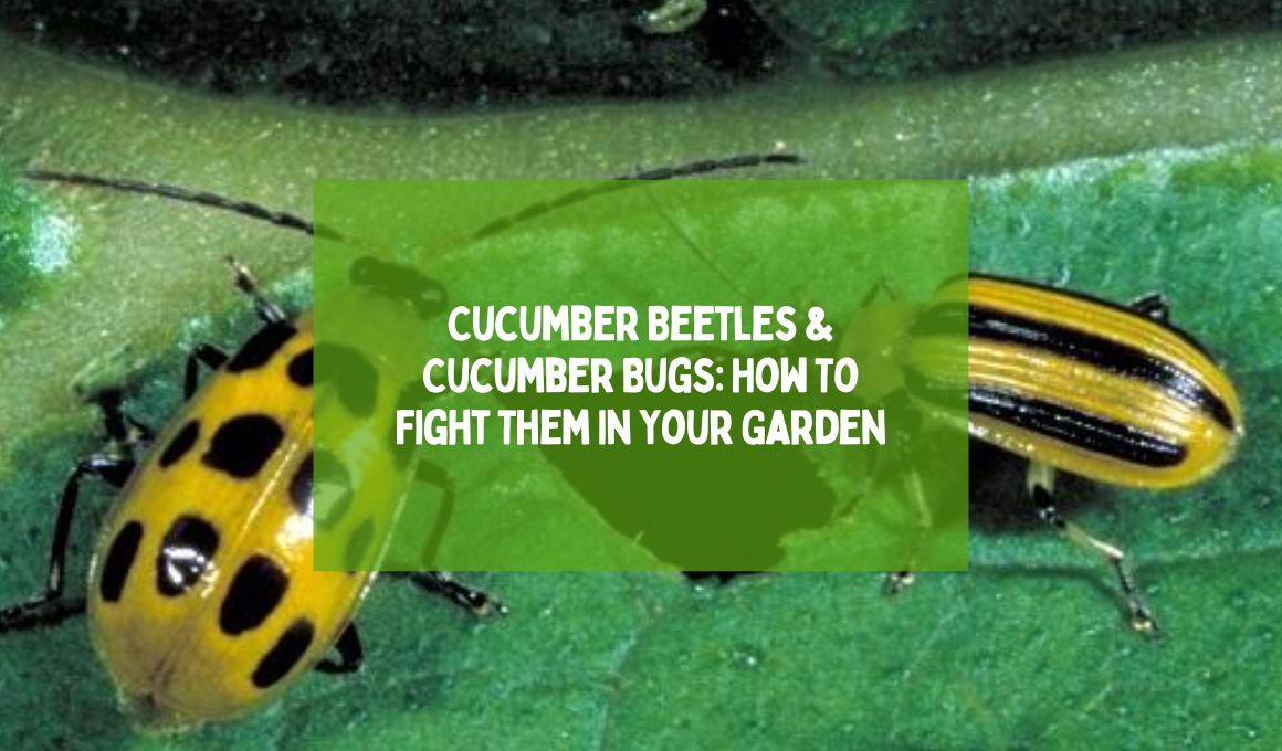 Cucumber Beetles & Cucumber Bugs: How To Fight Them In Your Garden ...