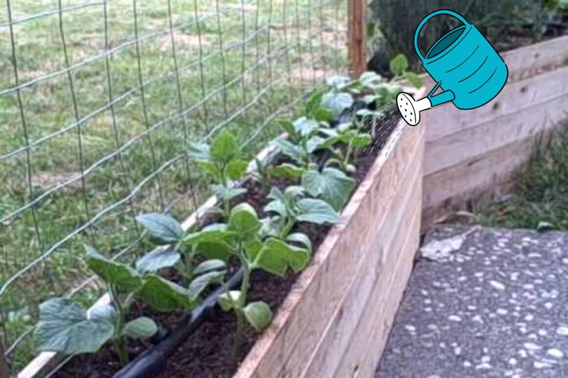 How to Water Cucumber Plants? - Happiness Cucumber