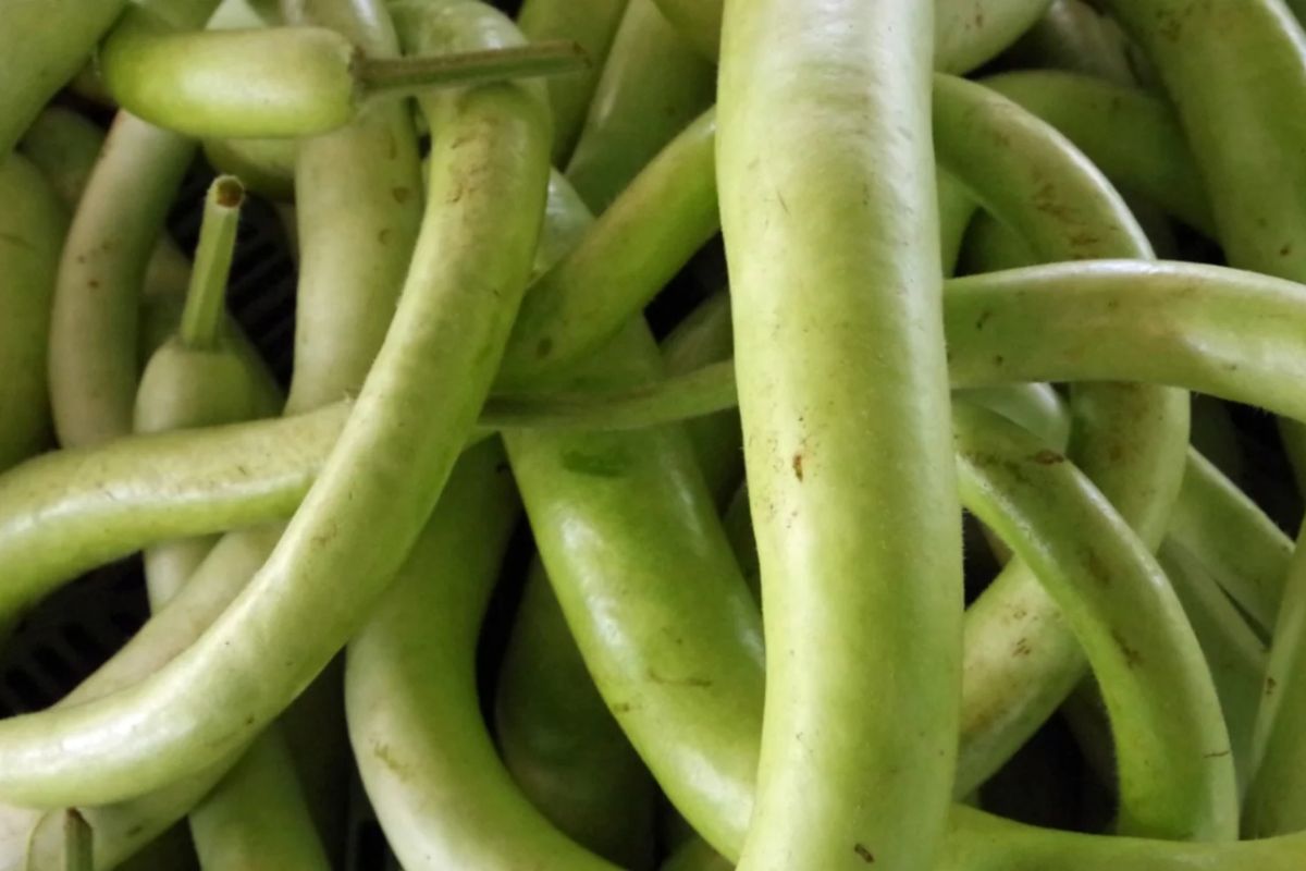 List of Vegetables That Look Like Cucumbers 🥒