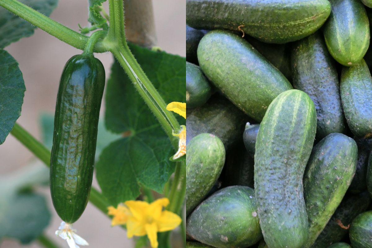 Kheera, Cucumber, and Kakdi - Understanding the Differences