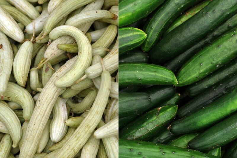 Kheera, Cucumber, and Kakdi - Understanding the Differences Kheera, Cucumber, and Kakdi - Understanding the Differences