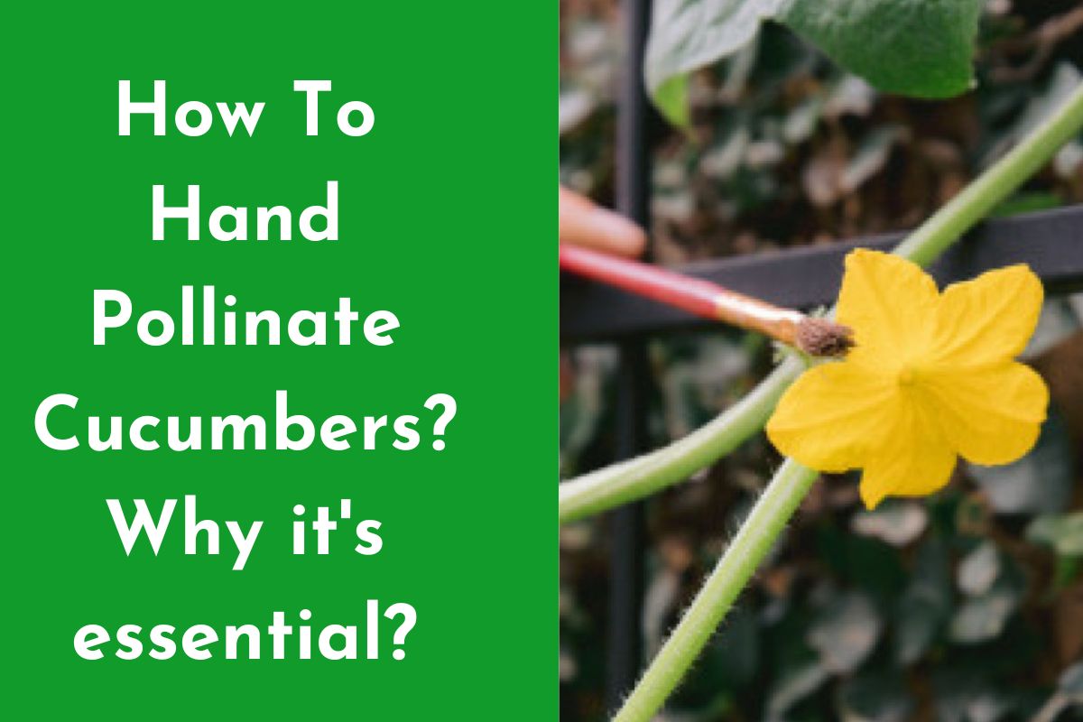 Understand Cucumber Pollination Process: How Cucumbers Pollination Works? - Happiness Cucumber