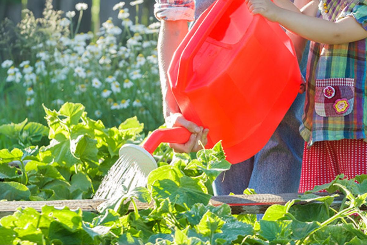 What Are Cucumber Water Requirements? FAQs Answered - Happiness Cucumber