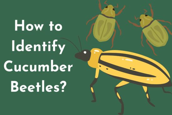 Cucumber Beetles & Cucumber Bugs: How To Fight Them In Your Garden ...