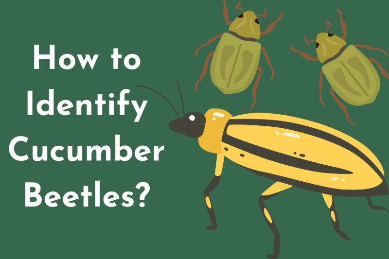 Cucumber Beetles & Cucumber Bugs: How To Fight Them In Your Garden ...
