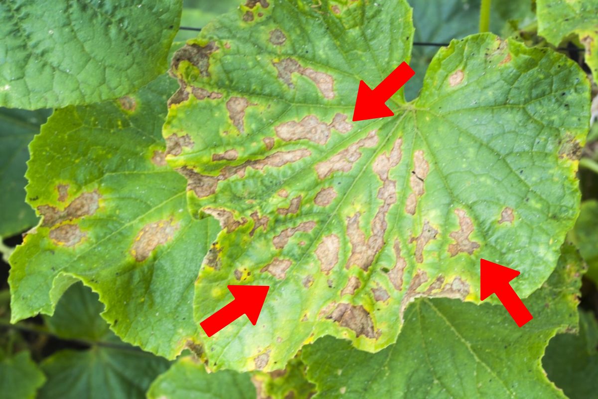 How To Identify and Prevent Brown Spots on Cucumber Leaves? - Happiness ...