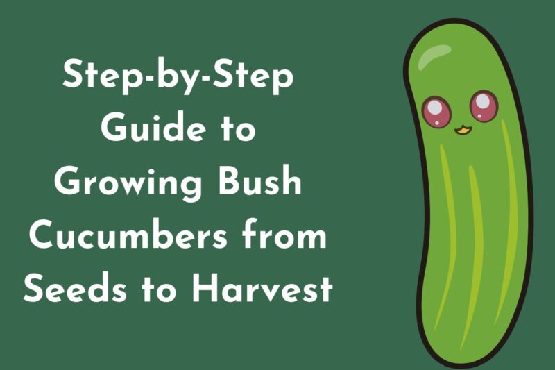 Bush Cucumbers: The Complete Guide to Growing and Enjoying Different ...