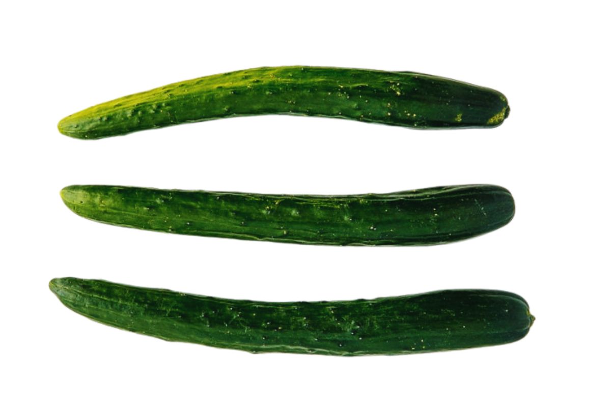 Japanese Cucumber Info How To Grow Japanese Cucumber From Seed
