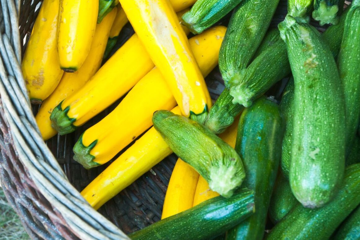 List of Vegetables That Look Like Cucumbers 🥒