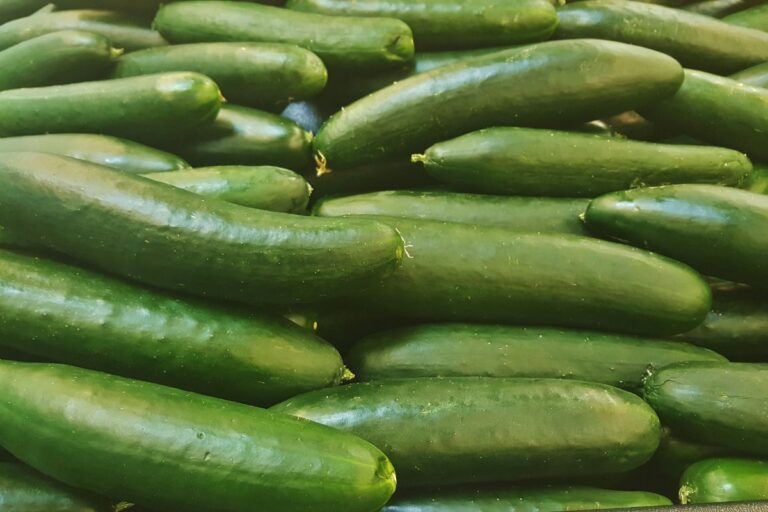 Kheera, Cucumber, and Kakdi - Understanding the Differences Kheera, Cucumber, and Kakdi - Understanding the Differences