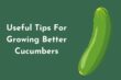 7 Solid Reasons Why Are Your Cucumbers Curling - Happiness Cucumber