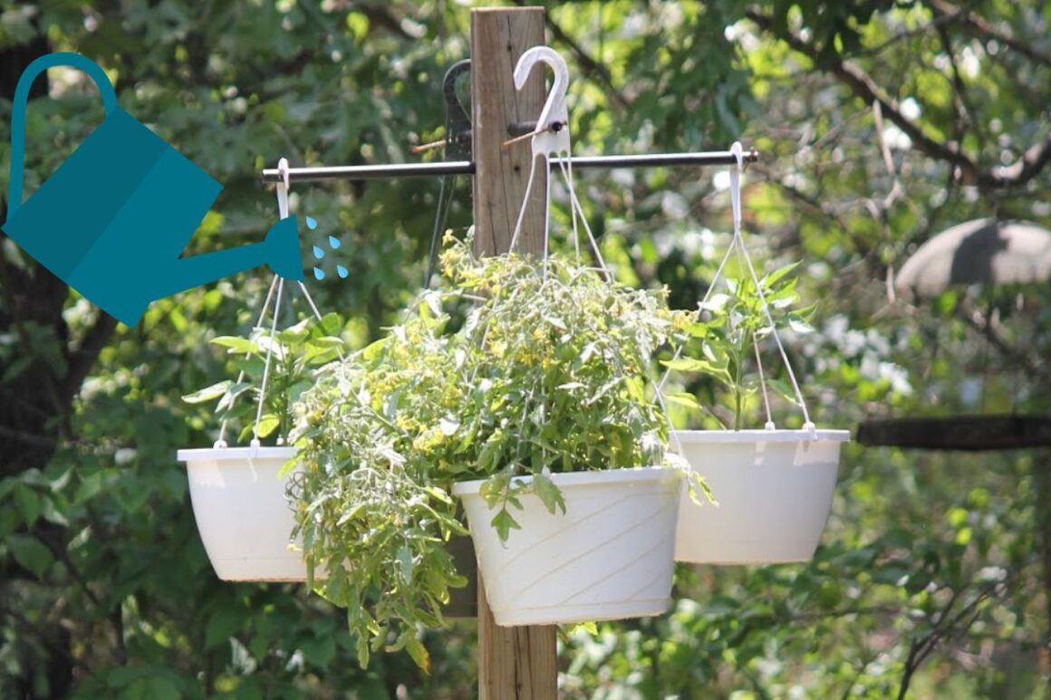 How to Water Cucumber Plants? - Happiness Cucumber