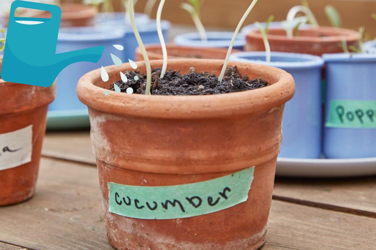 How to Water Cucumber Plants? - Happiness Cucumber