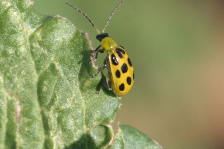 Cucumber Beetles & Cucumber Bugs: How To Fight Them In Your Garden ...