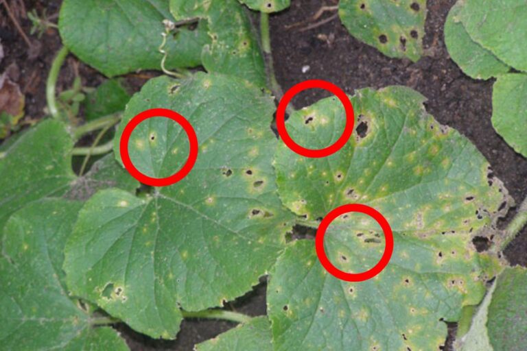 How To Identify and Prevent Brown Spots on Cucumber Leaves? - Happiness ...