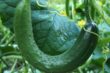 7 Solid Reasons Why Are Your Cucumbers Curling - Happiness Cucumber