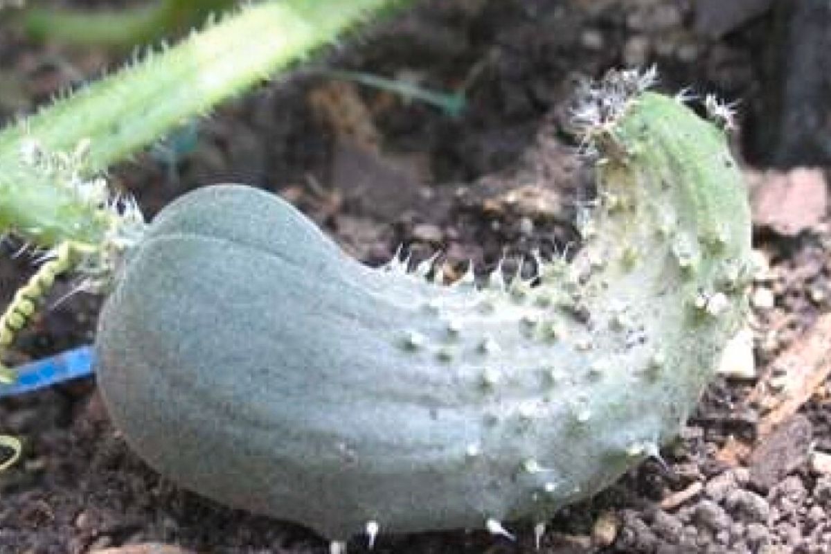 7 Solid Reasons Why Are Your Cucumbers Curling - Happiness Cucumber