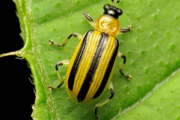 Cucumber Beetles & Cucumber Bugs: How To Fight Them In Your Garden ...