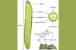 Unveiling the Mystery: Which Part of Cucumber Do We Eat? - Happiness ...