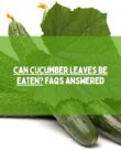 Cucumber Allergy: Symptoms, Rash, and Treatment - Happiness Cucumber