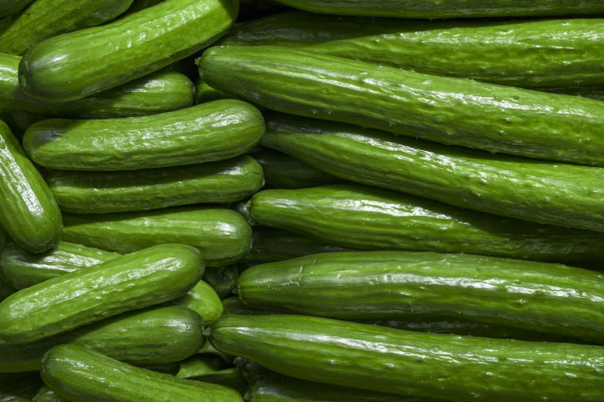 All You Need to Know About English Cucumbers - Happiness Cucumber