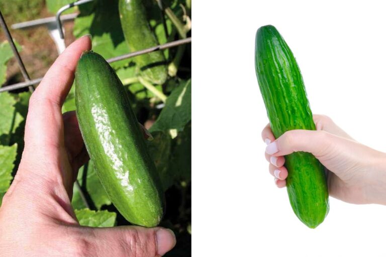 Everything You Need to Know About Baby Cucumbers - Happiness Cucumber