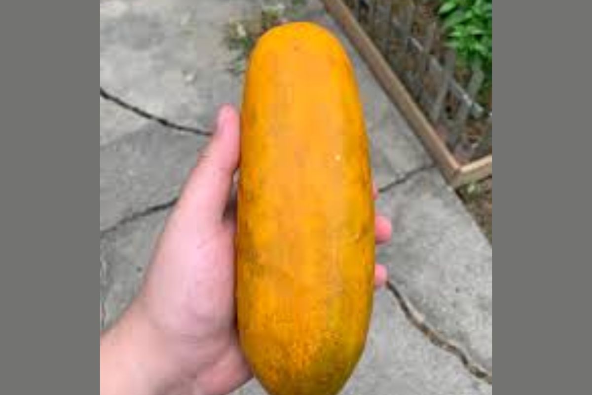 Unlock the Secrets of the Orange Cucumber and Transform Your Well-Being ...