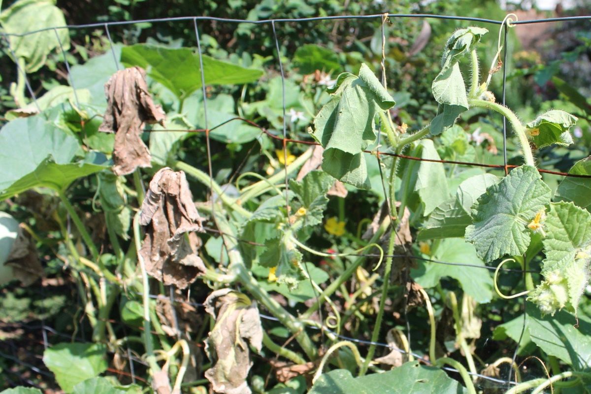 Can cucumber leaves be eaten? FAQs Answered - Happiness Cucumber