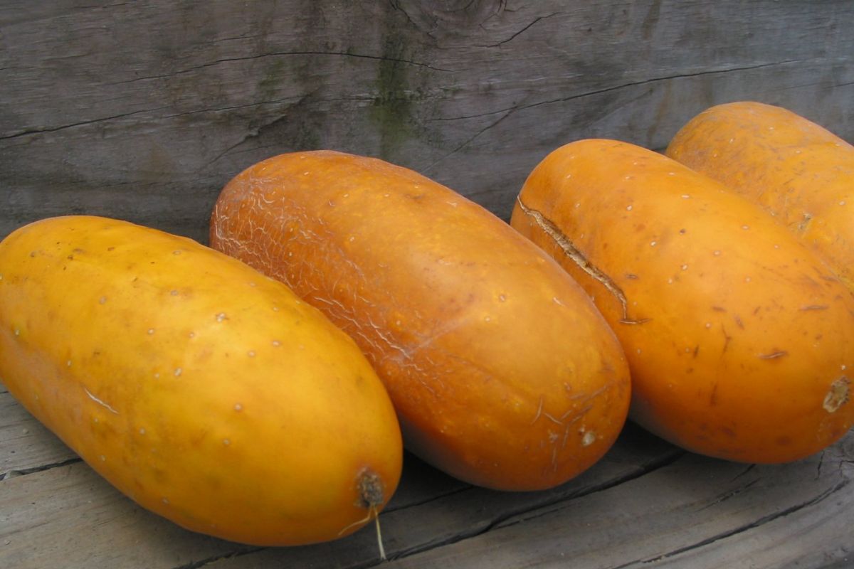 Unlock the Secrets of the Orange Cucumber and Transform Your Well-Being ...