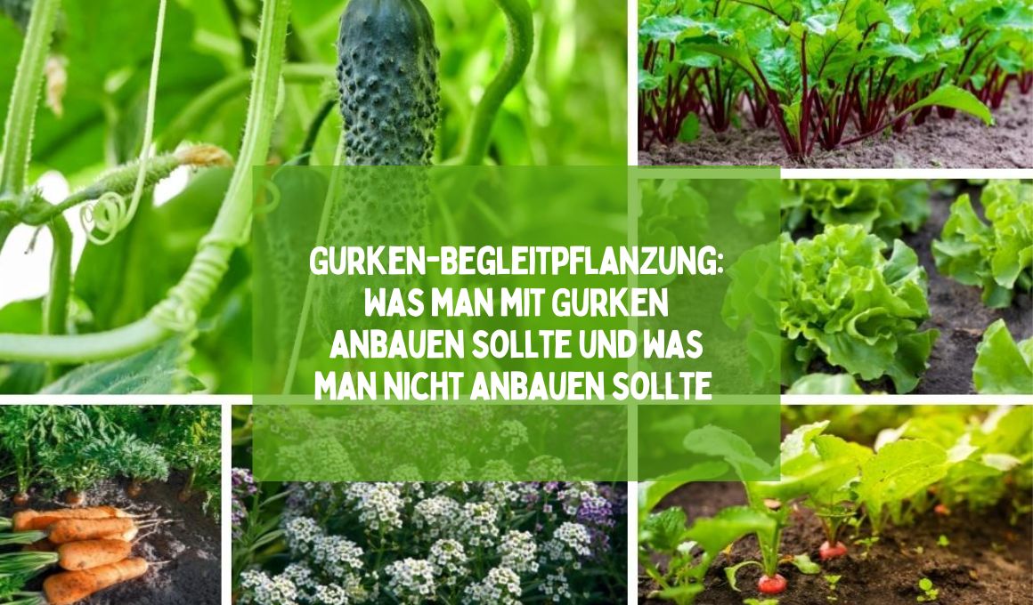Gurken-Begleitpflanzung: Was man mit Gurken anbauen sollte und was man ...
